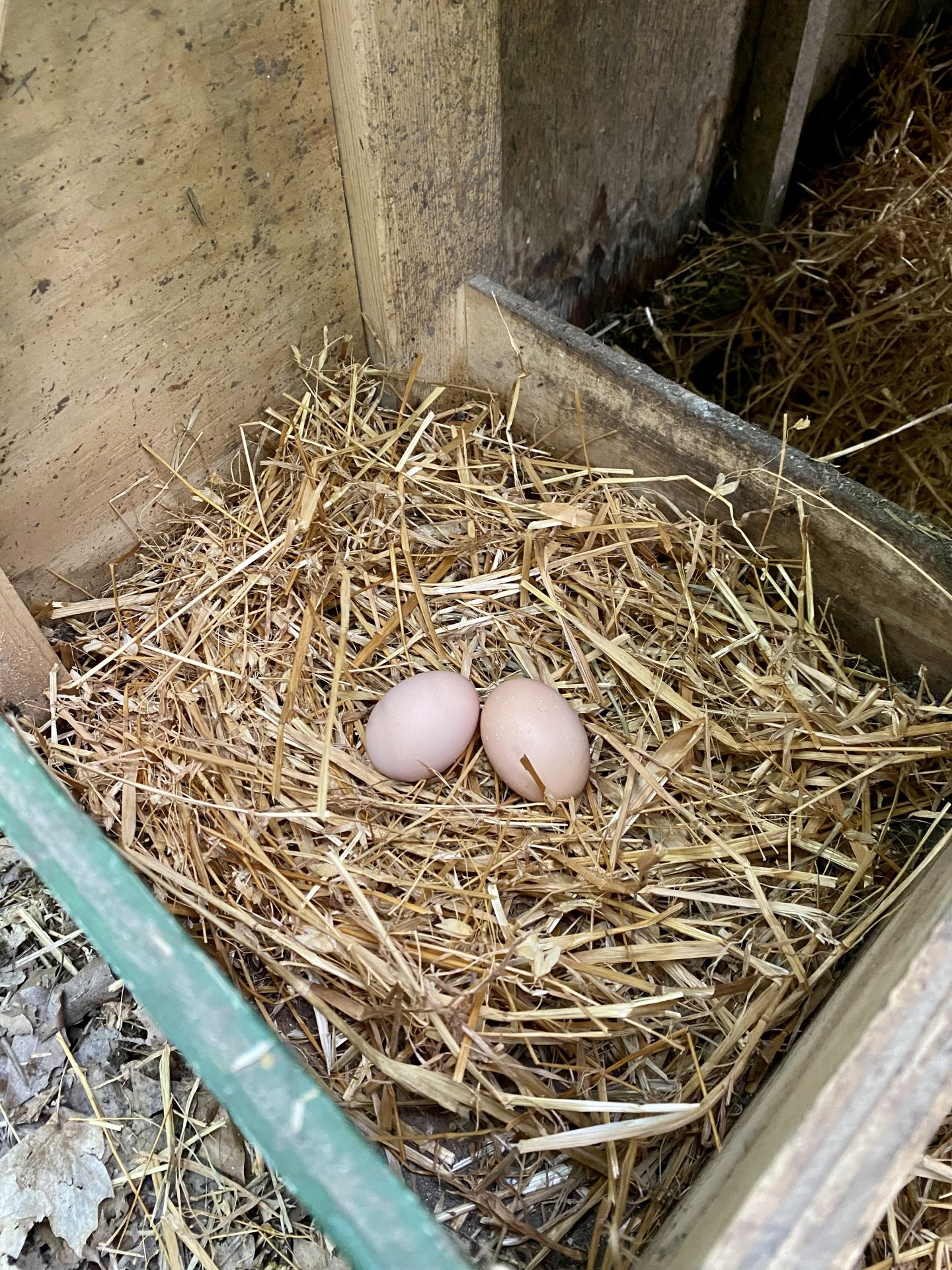 How to Encourage Chickens to Lay Eggs in Nesting Boxes - Heirloom Grown