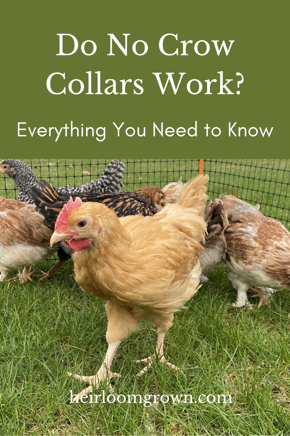Do crow collars work - Heirloom Grown
