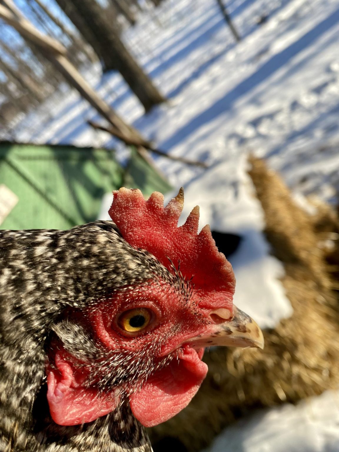 How to Keep Chickens Warm in Winter Without Electricity - Heirloom Grown