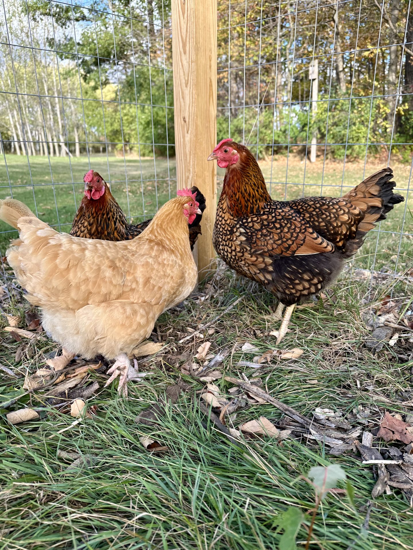 How Much Feed Do Chickens Eat Per Day - Heirloom Grown