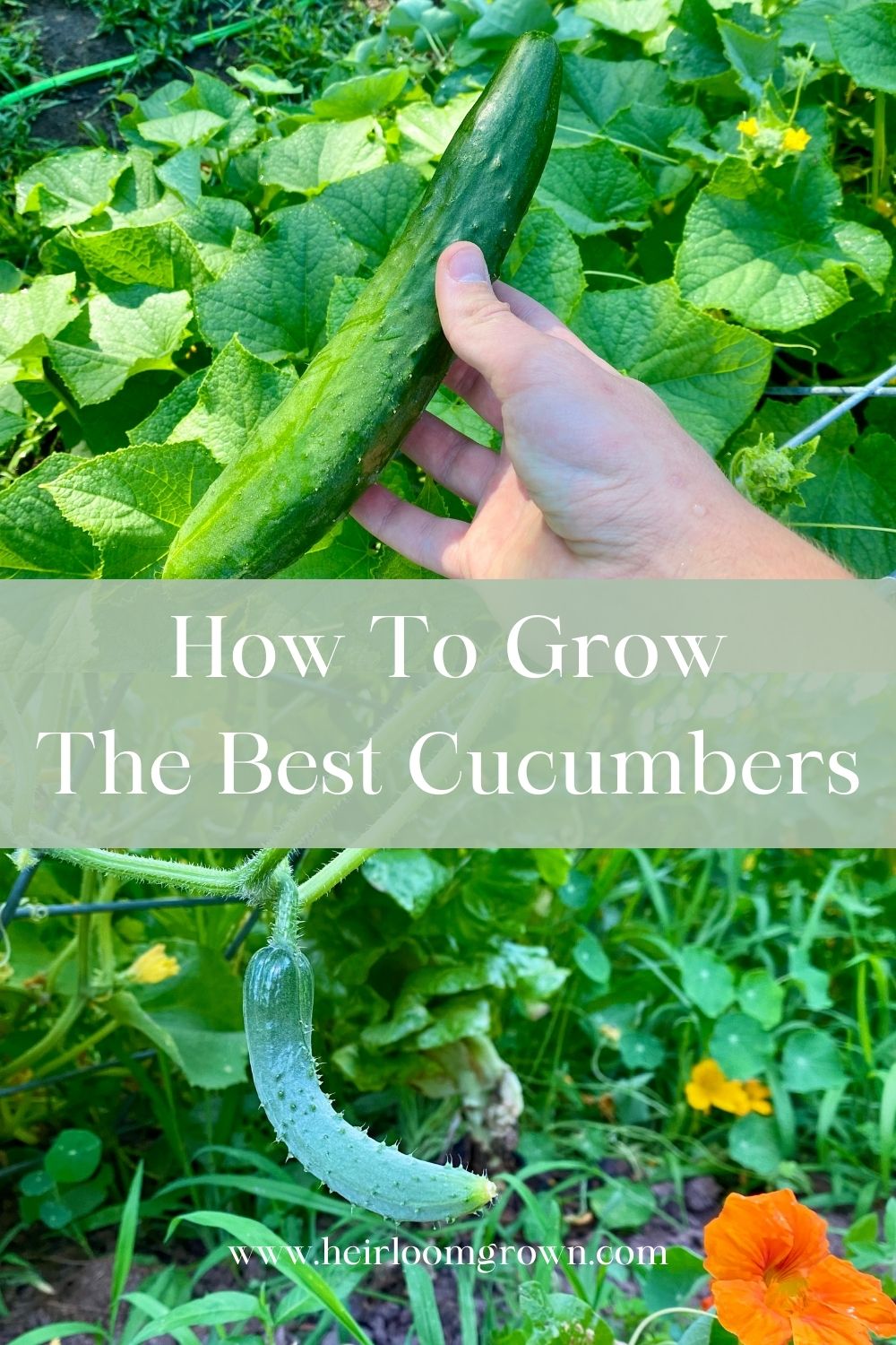 How to Grow the Best Heirloom Cucumbers - Heirloom Grown