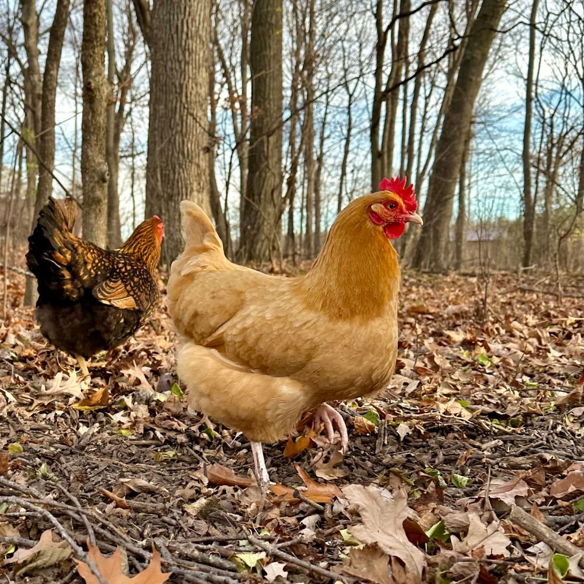 Guide To The Best Chicken Breeds For Laying Eggs - Heirloom Grown