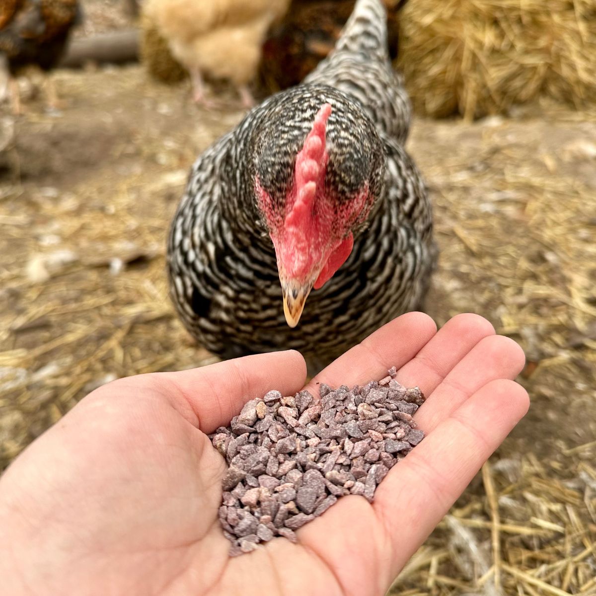What is grit for chickens and why do they need it - Heirloom Grown