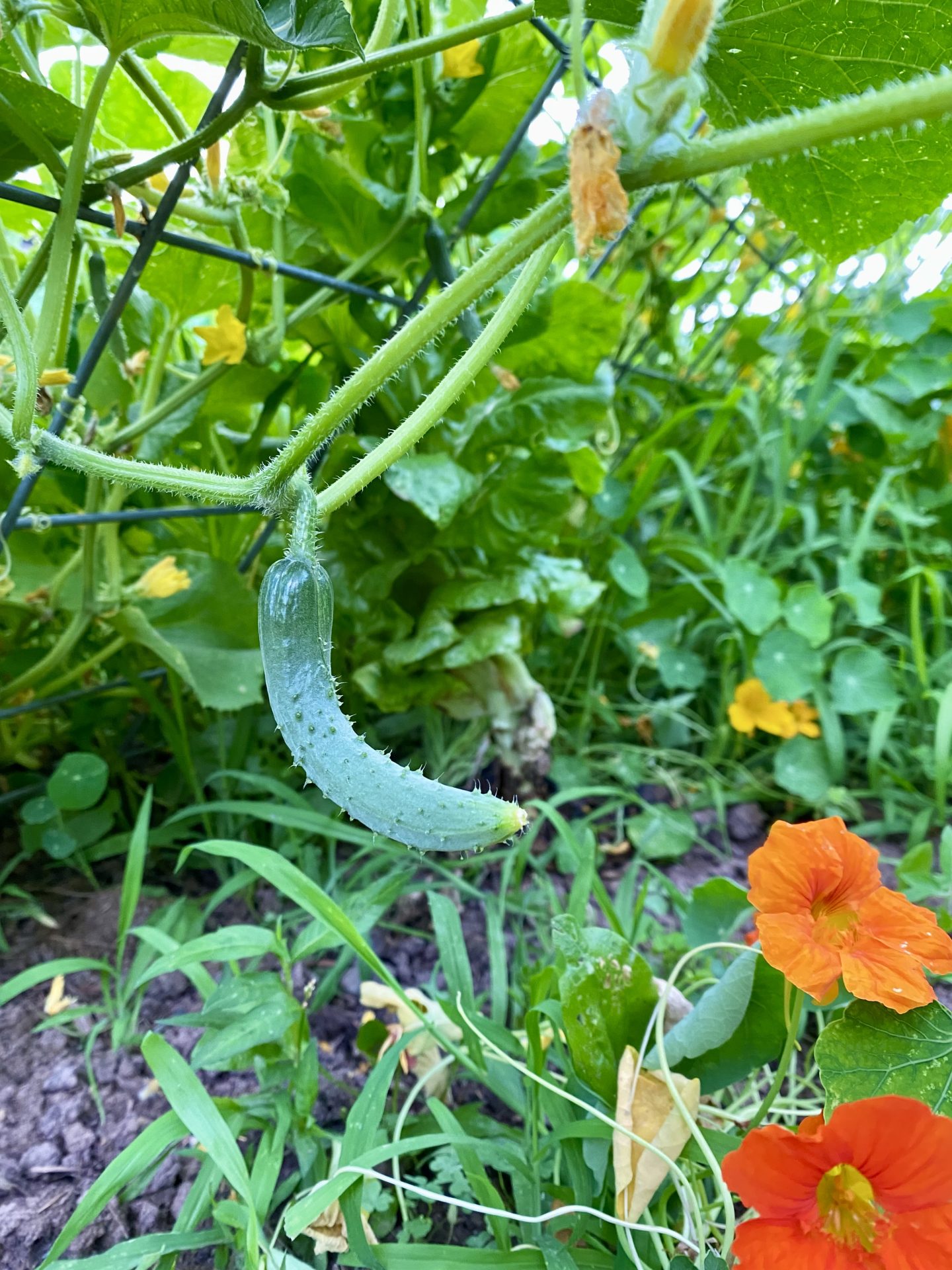 How to Grow the Best Heirloom Cucumbers - Heirloom Grown