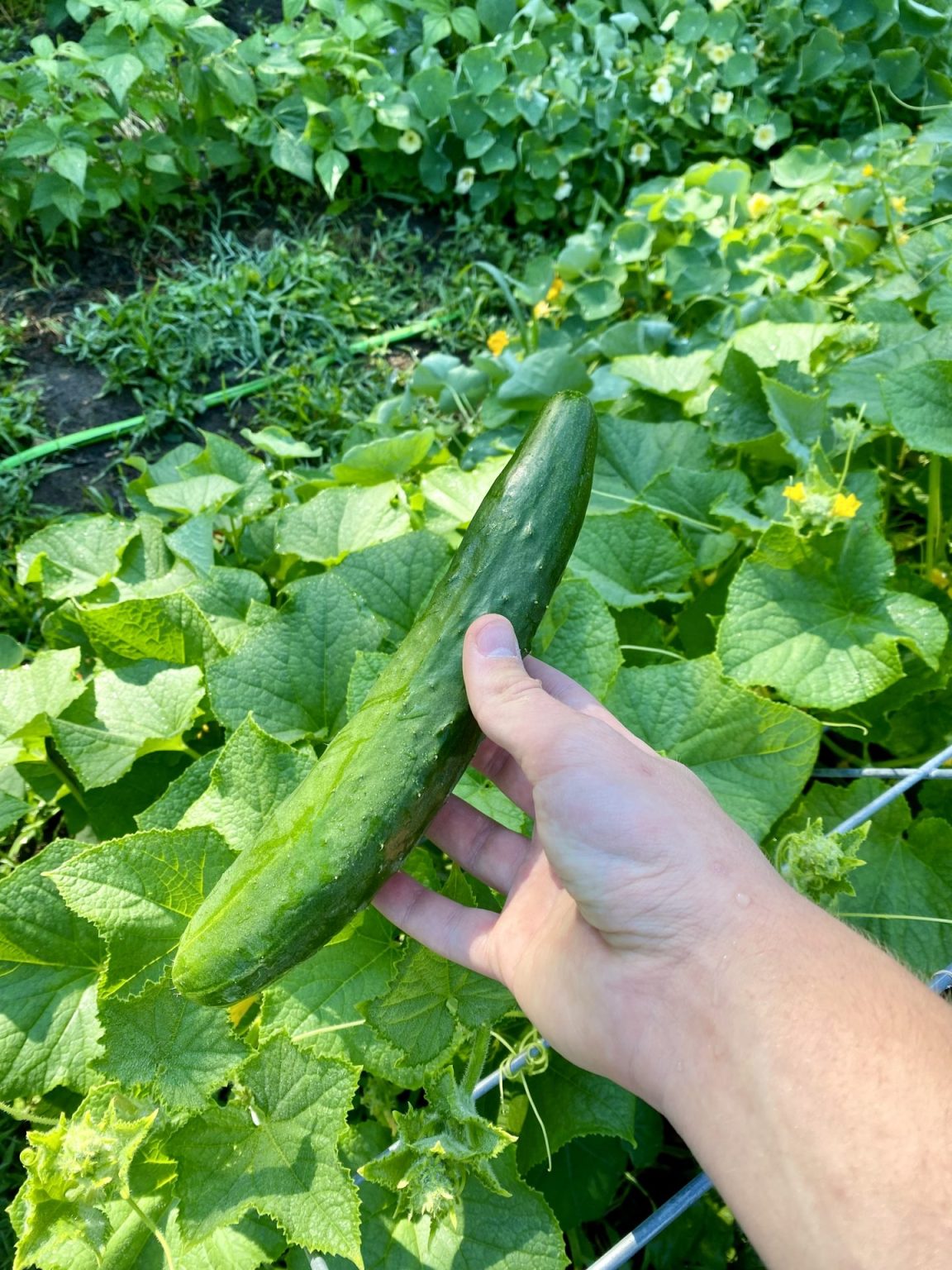 How to Grow the Best Heirloom Cucumbers - Heirloom Grown