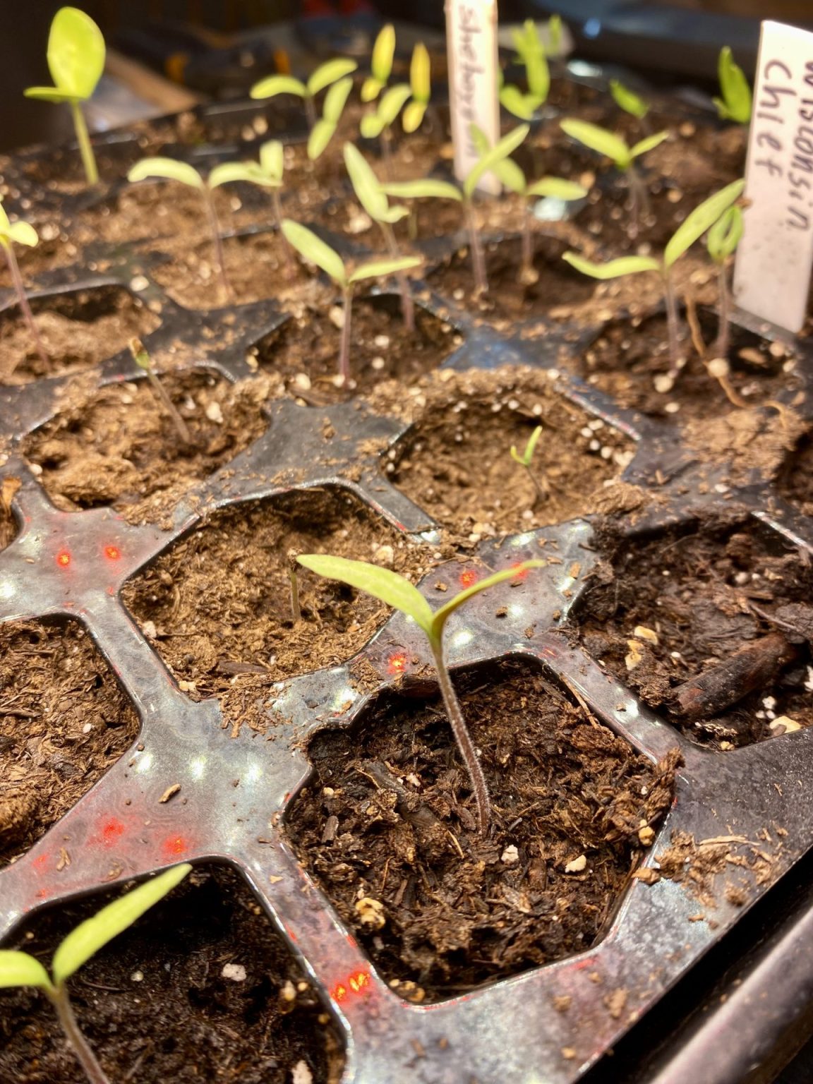 Gardening Gifts for Men - Heirloom Grown