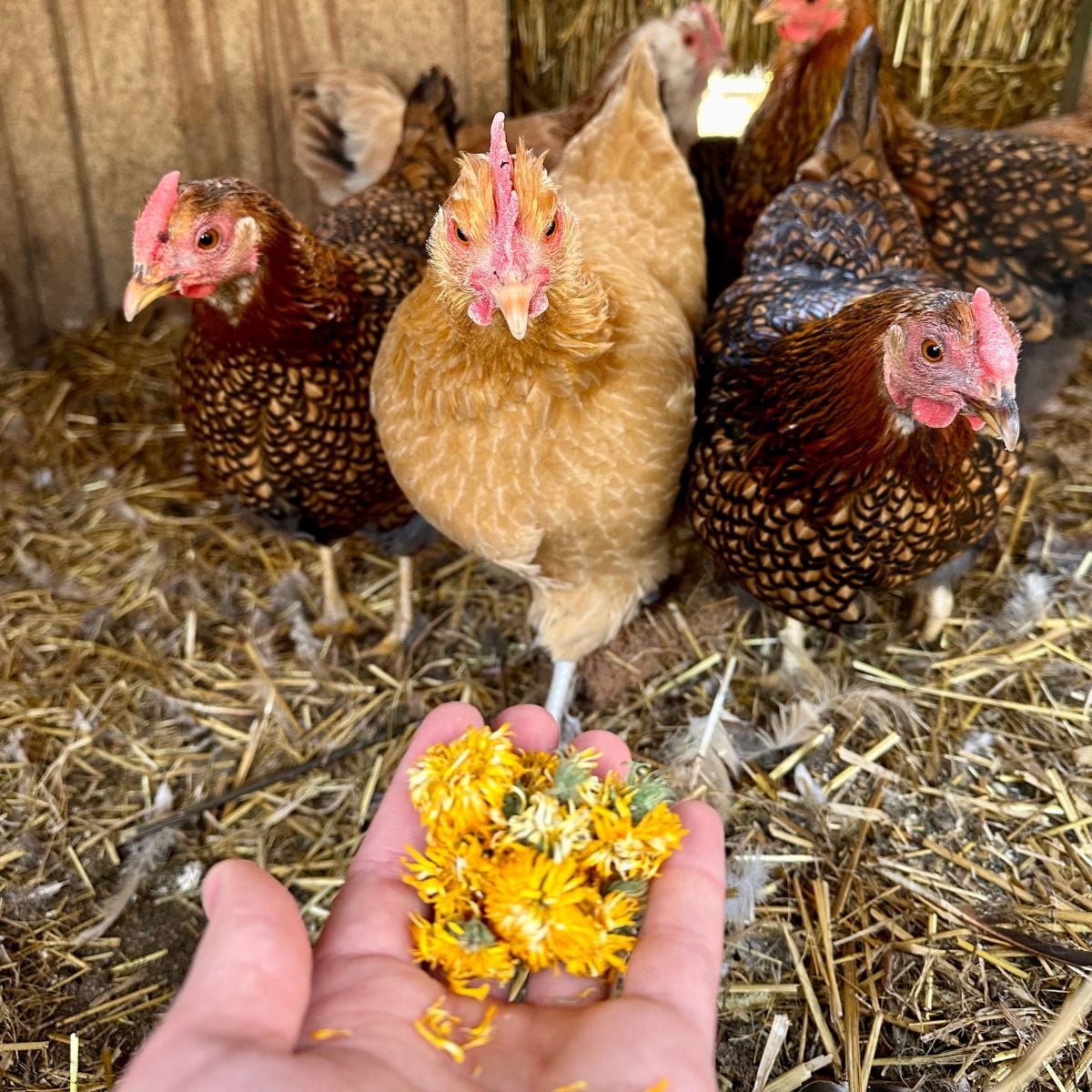 Best Herbs For Chickens - Heirloom Grown