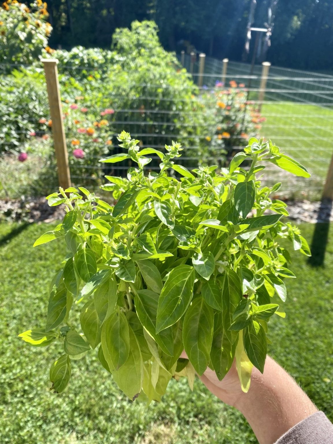 How To Save Basil Seeds - Heirloom Grown