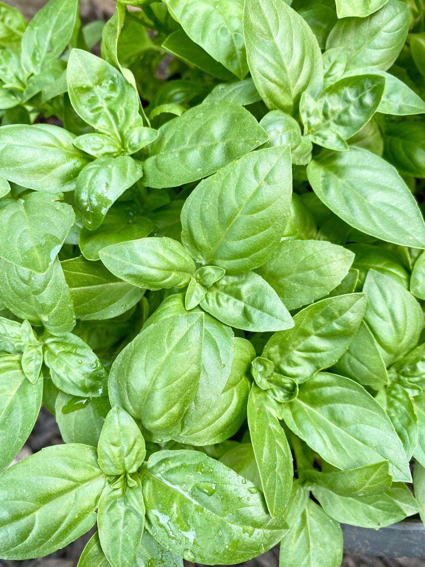How To Grow Basil From Seed - Heirloom Grown