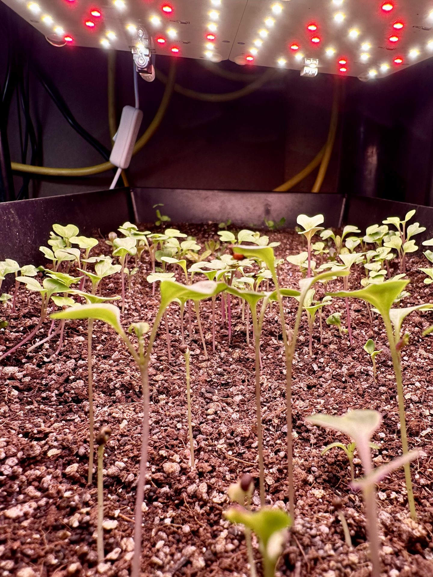 How To Grow Yarrow From Seed - Heirloom Grown