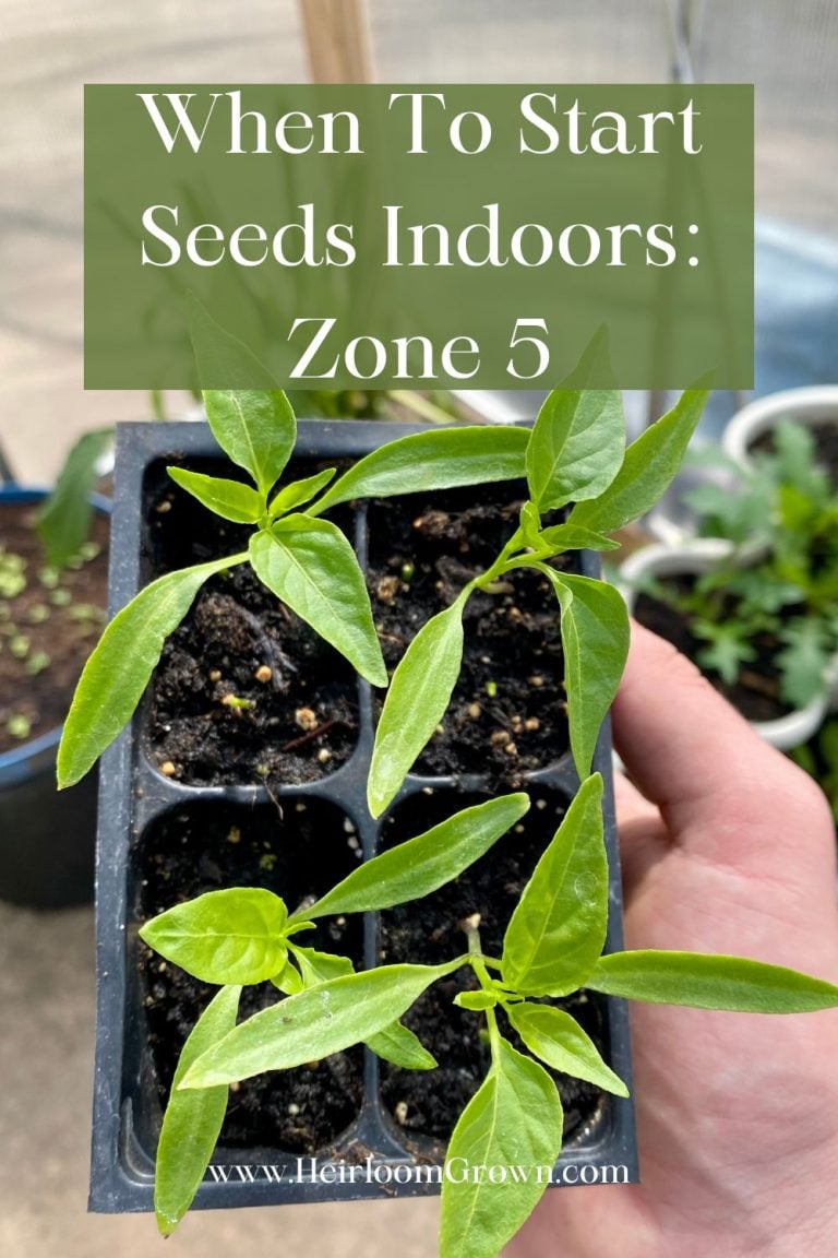 When To Start Seeds Indoors: Zone 5 - Heirloom Grown