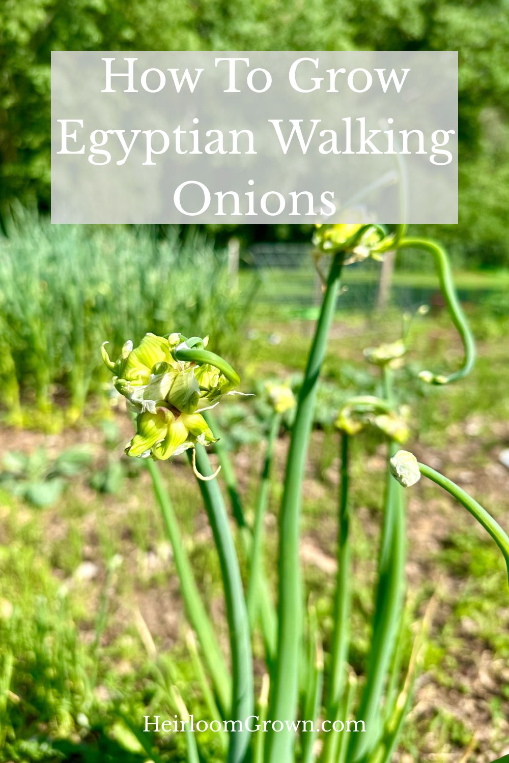 How To Grow Egyptian Walking Onions - Heirloom Grown