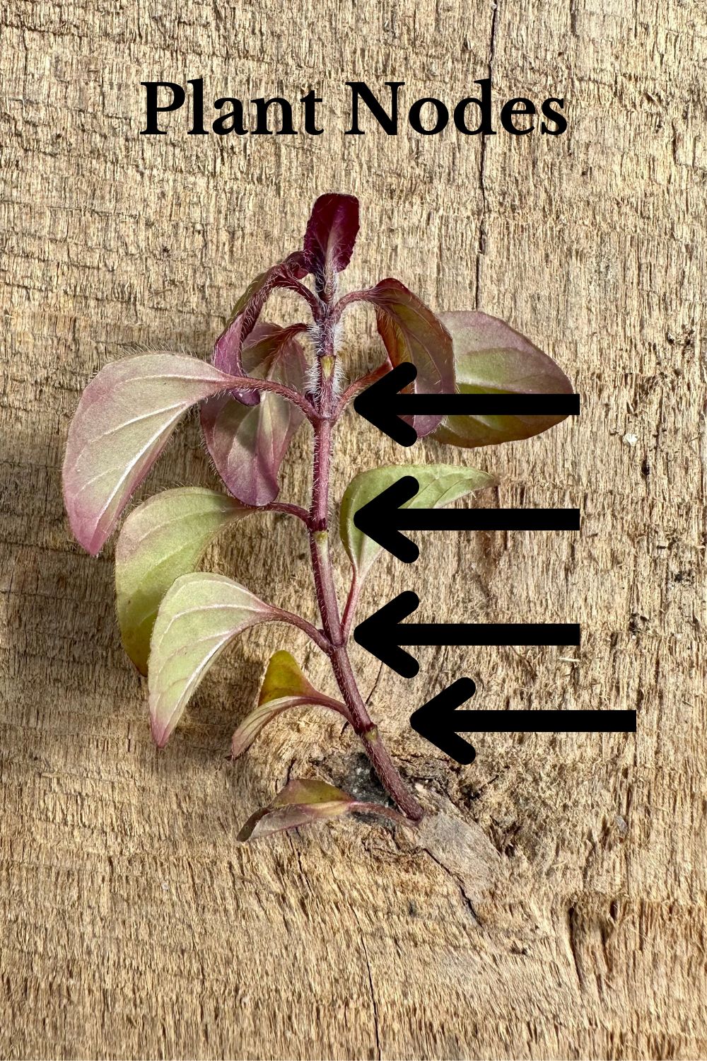 How To Propagate Herbs For Extra Plants - Heirloom Grown