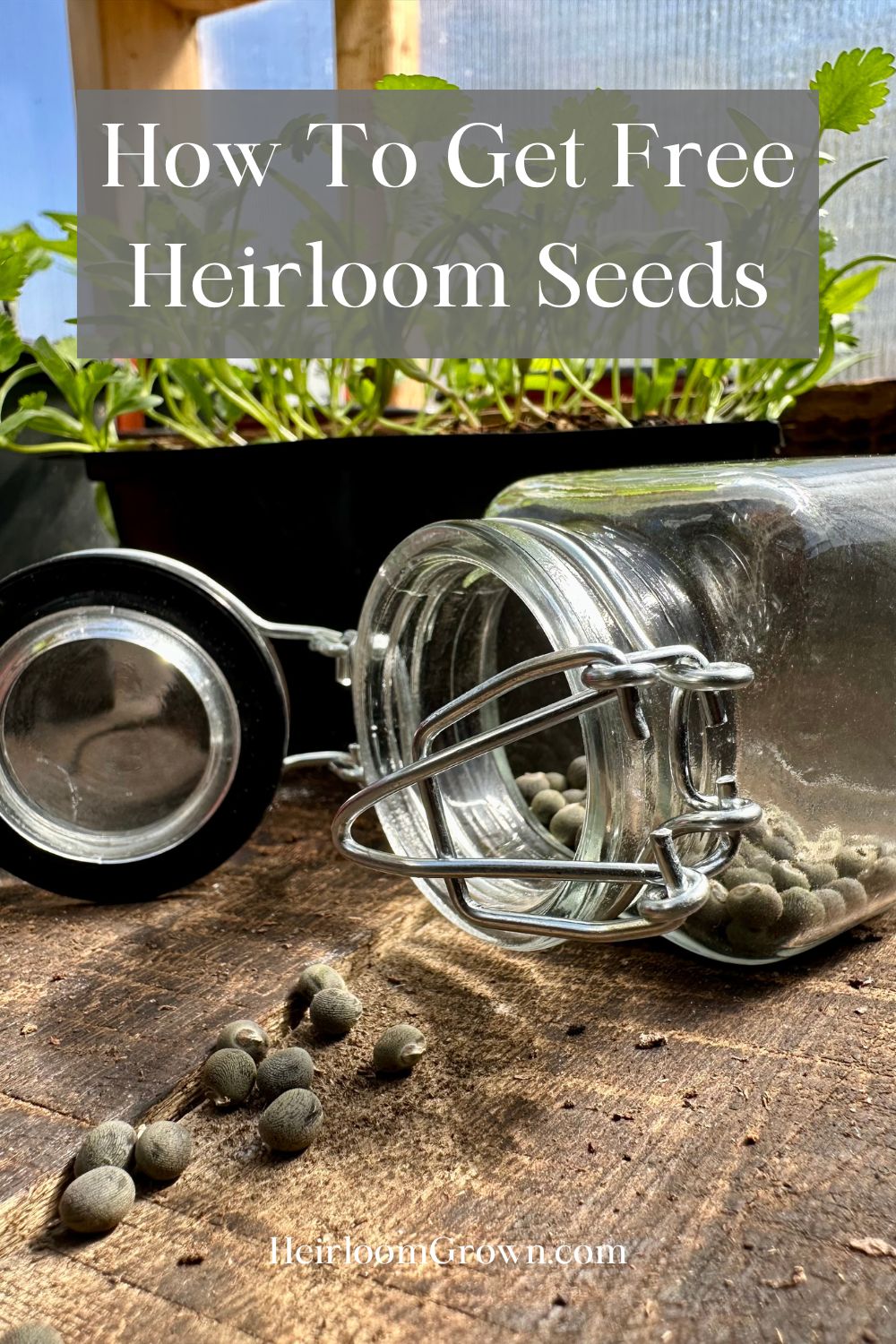 How To Get Free Heirloom Seeds - Heirloom Grown