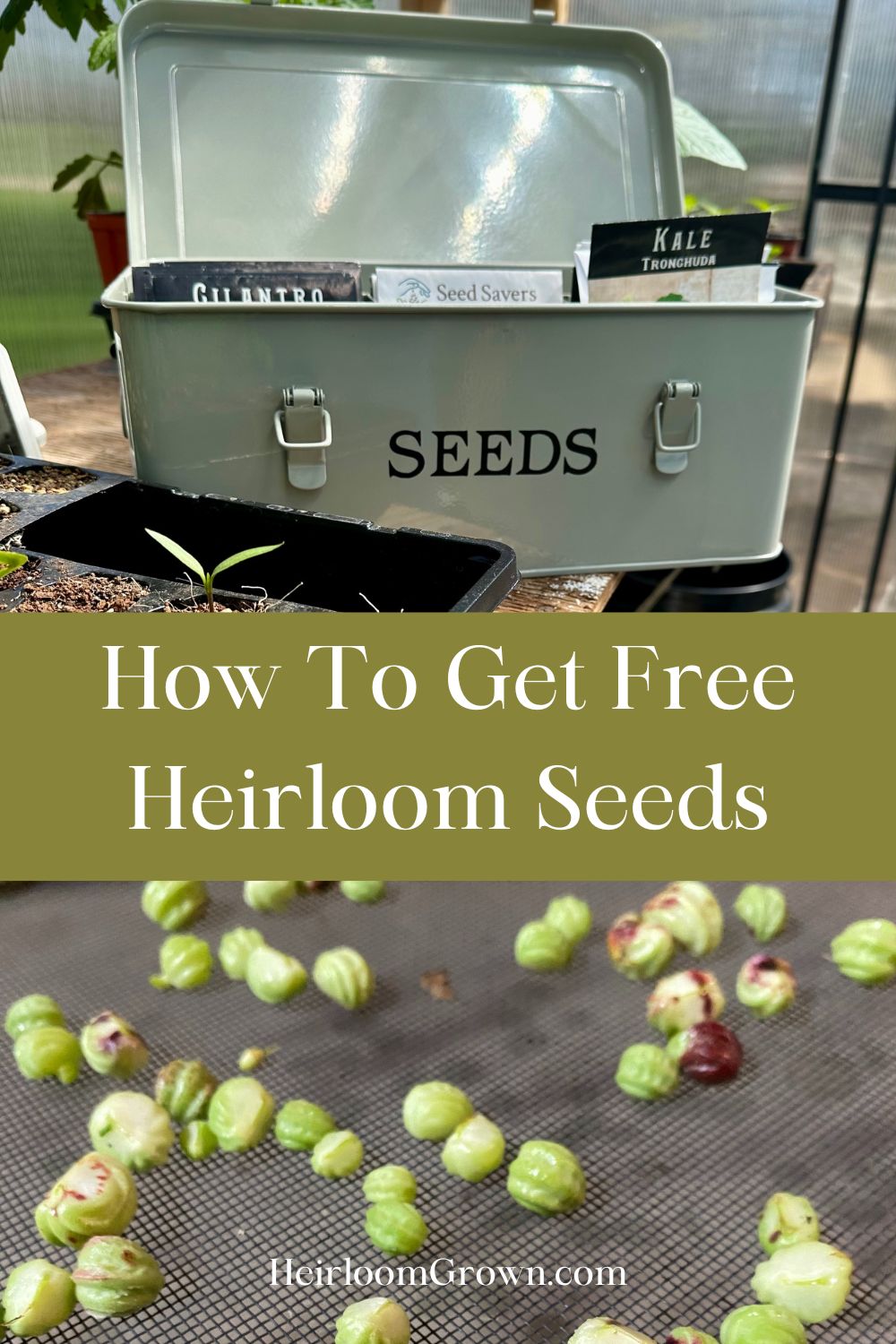 How To Get Free Heirloom Seeds - Heirloom Grown
