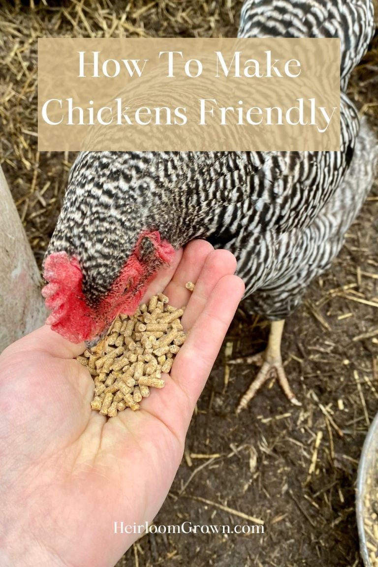 How To Use Diatomaceous Earth For Chickens - Heirloom Grown