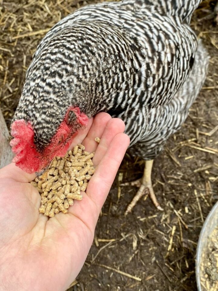 How Much Feed Do Chickens Eat Per Day Heirloom Grown