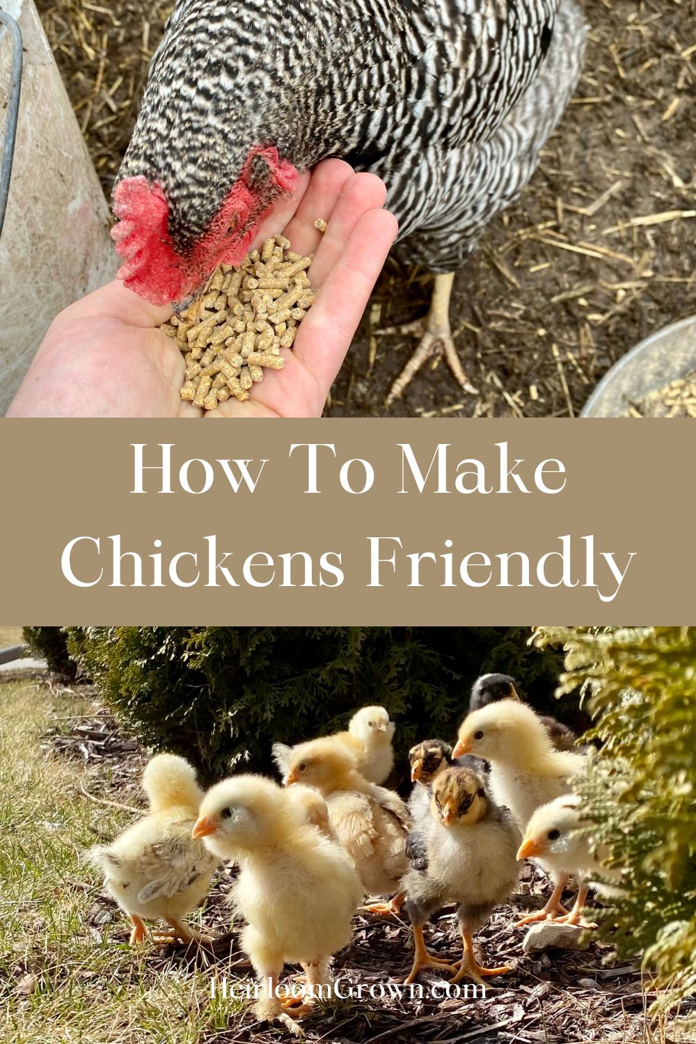 How To Make Chickens Friendly - Heirloom Grown
