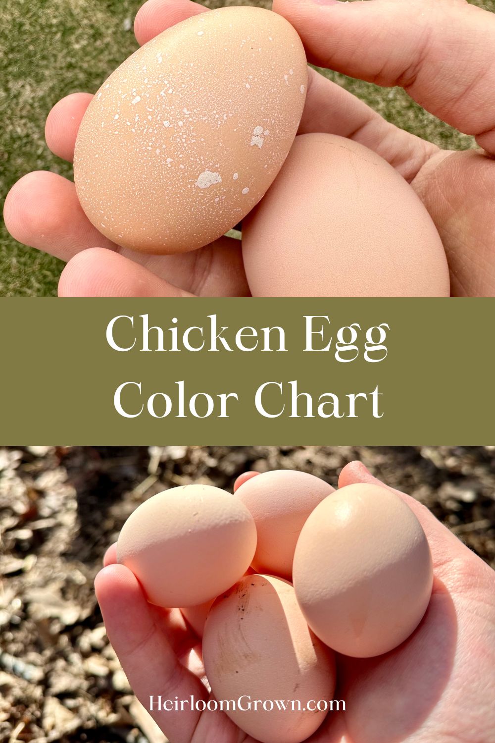Chicken Egg Color Chart - Heirloom Grown