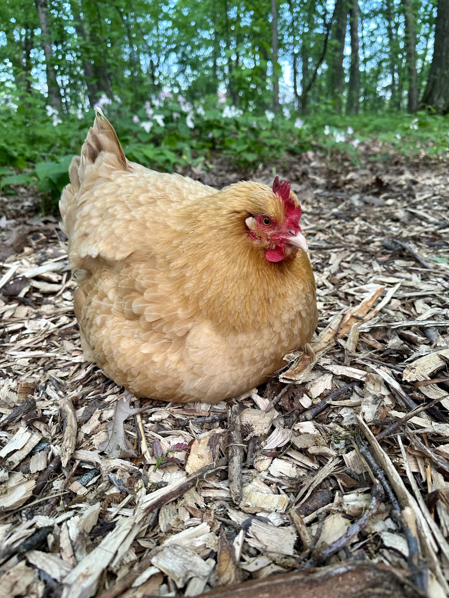 How To Deal With A Broody Hen - Heirloom Grown