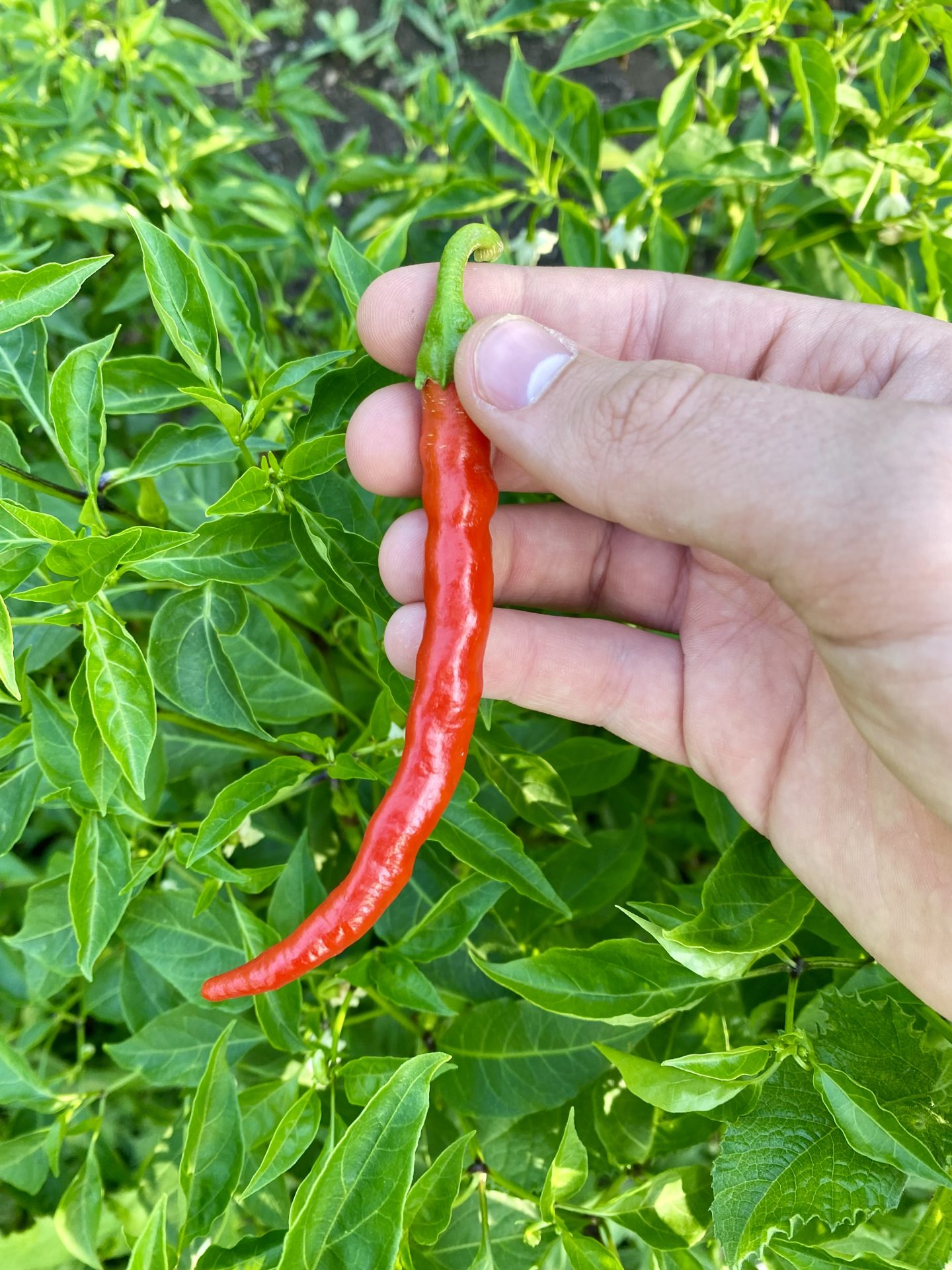 How To Save Pepper Seeds - Heirloom Grown
