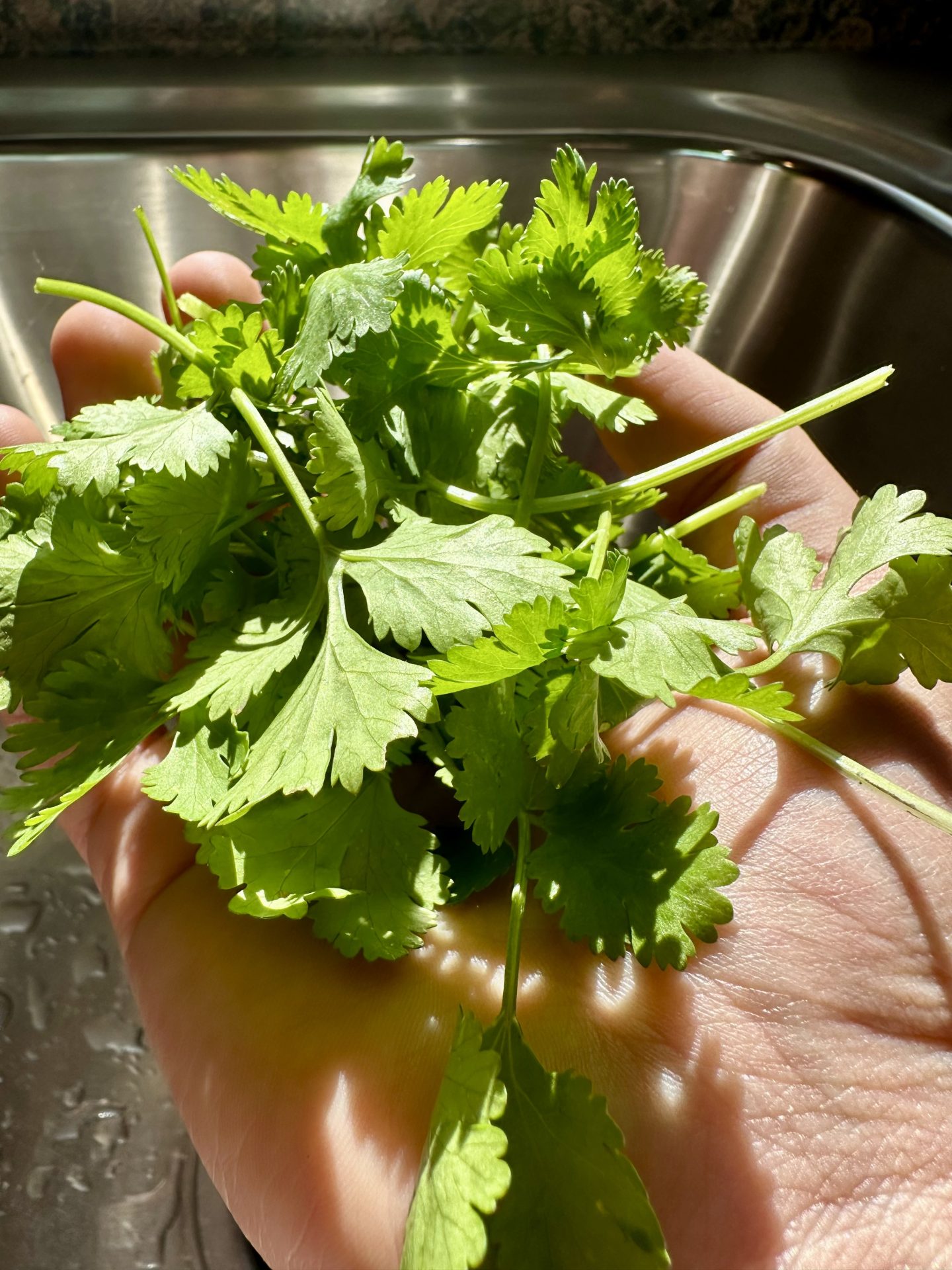 Quick Growing Herbs For Your Garden - Heirloom Grown