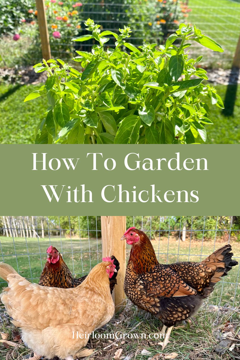 How To Garden With Chickens - Heirloom Grown