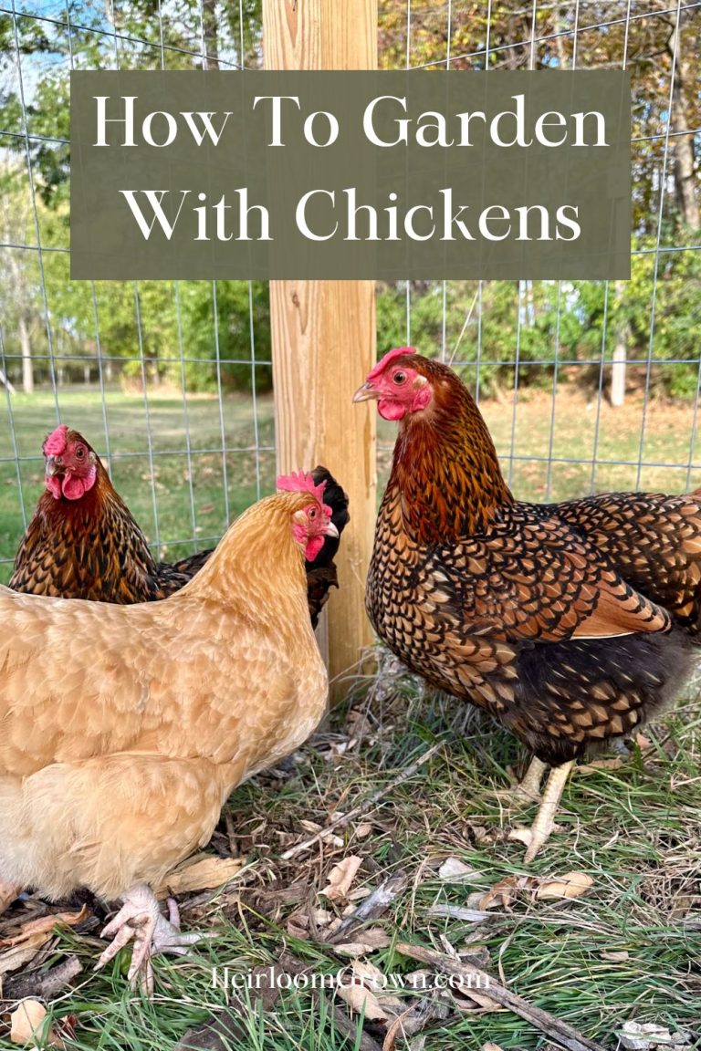 How To Garden With Chickens - Heirloom Grown