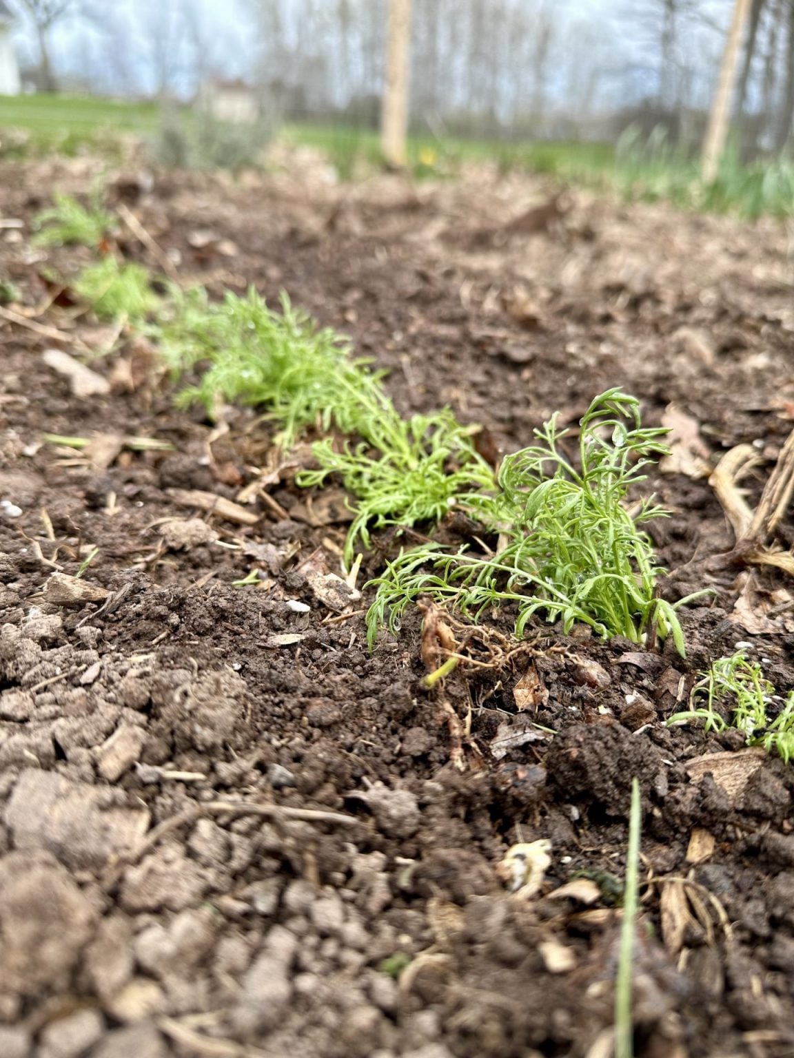 How To Grow Chamomile From Seed - Heirloom Grown