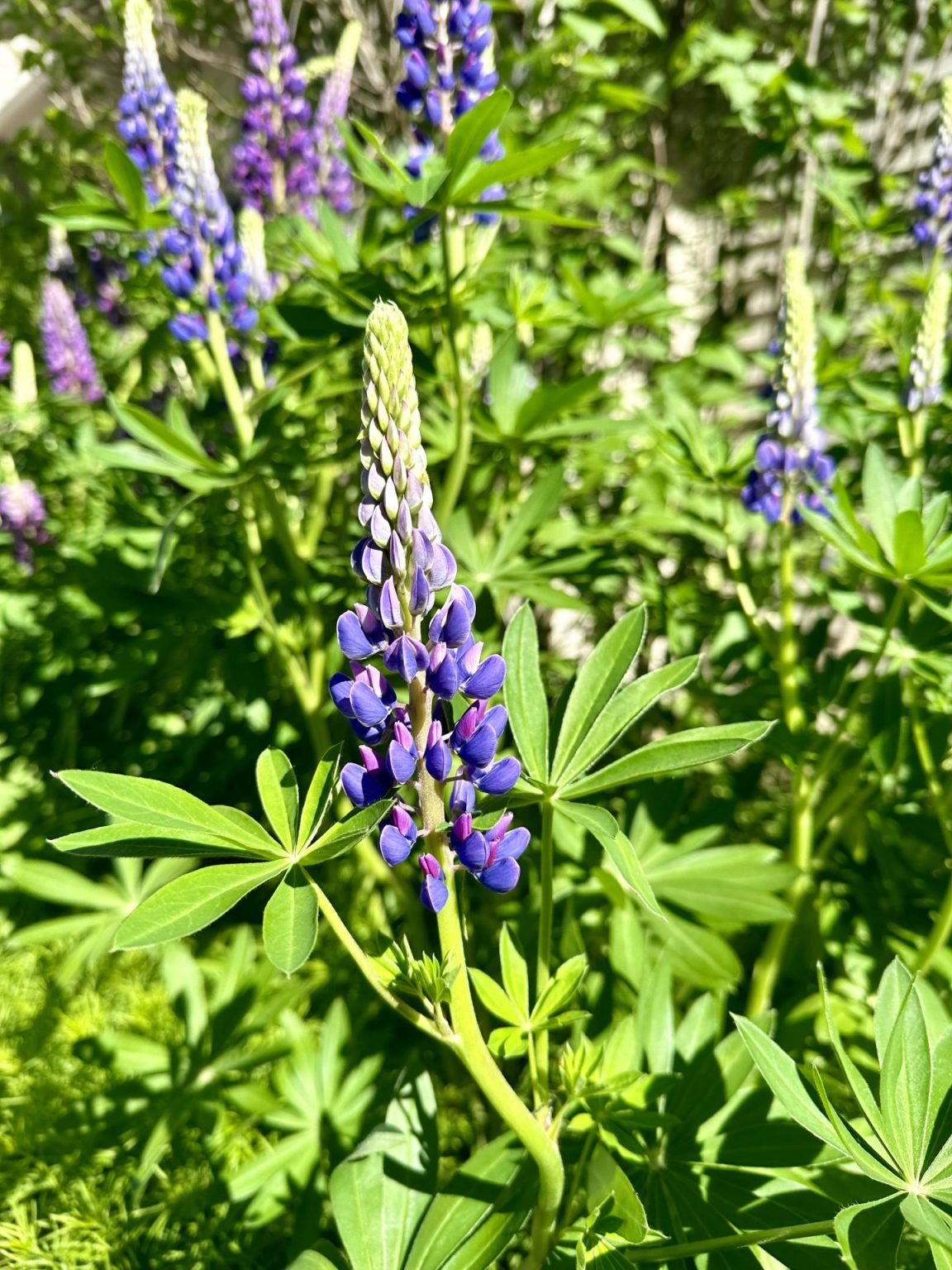 Plants That Fix Nitrogen - Heirloom Grown