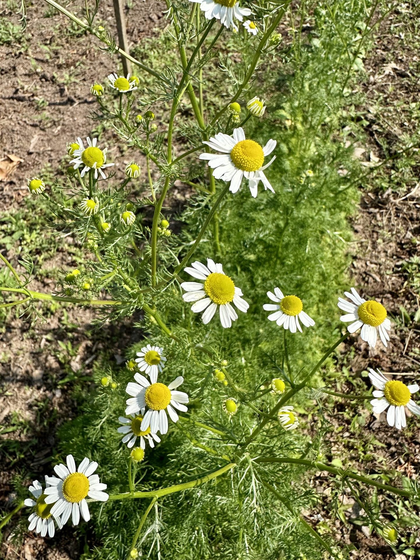 How To Grow Chamomile From Seed - Heirloom Grown
