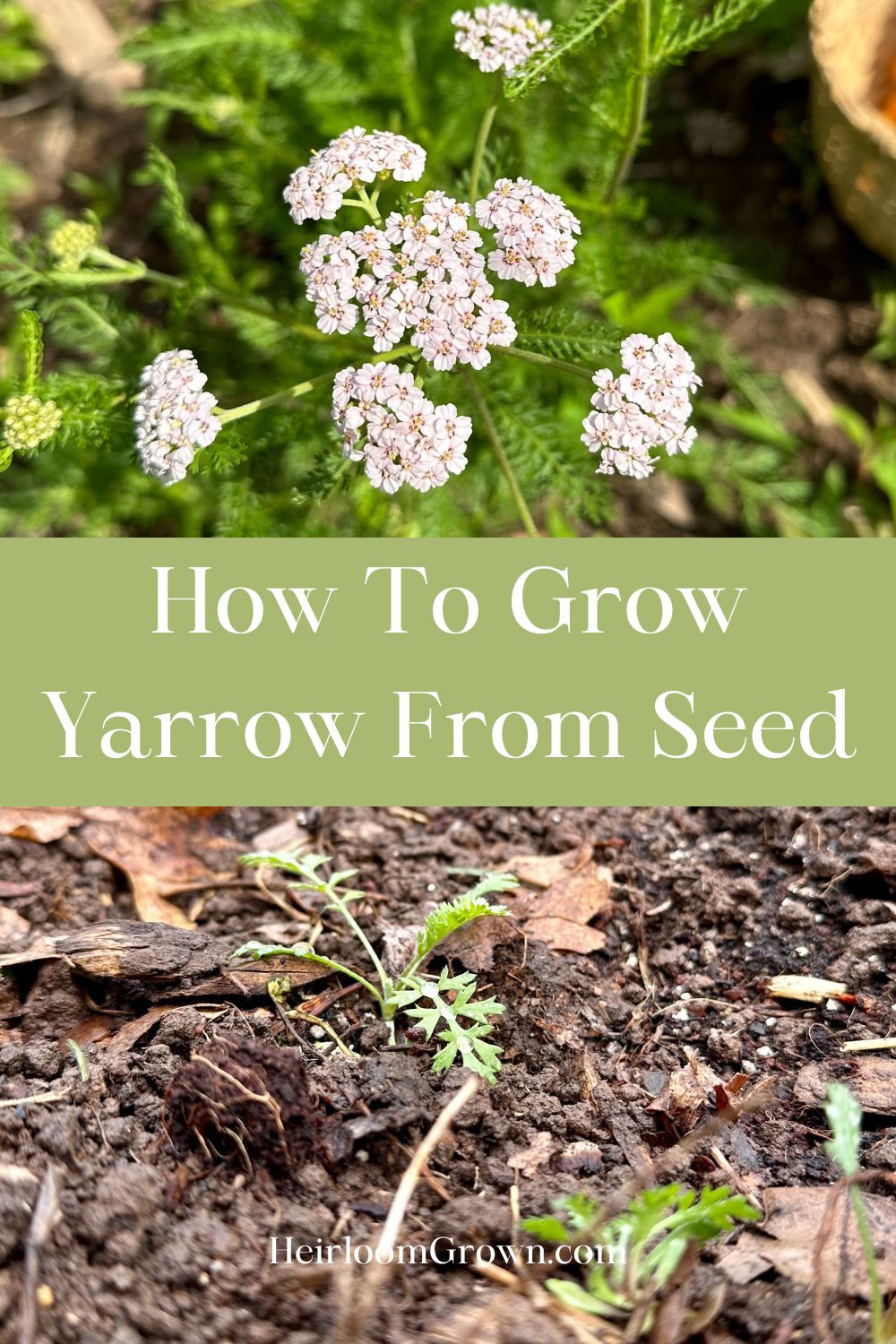 How To Grow Yarrow From Seed - Heirloom Grown