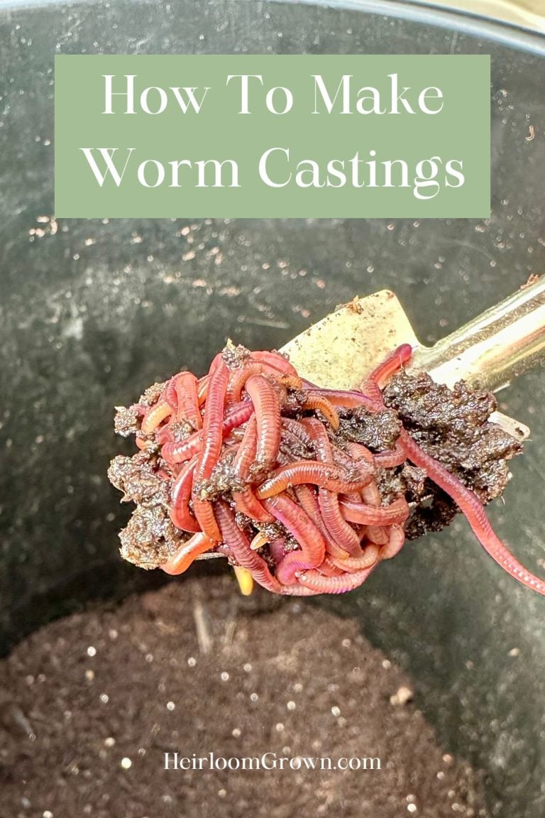 How To Make Worm Castings - Heirloom Grown