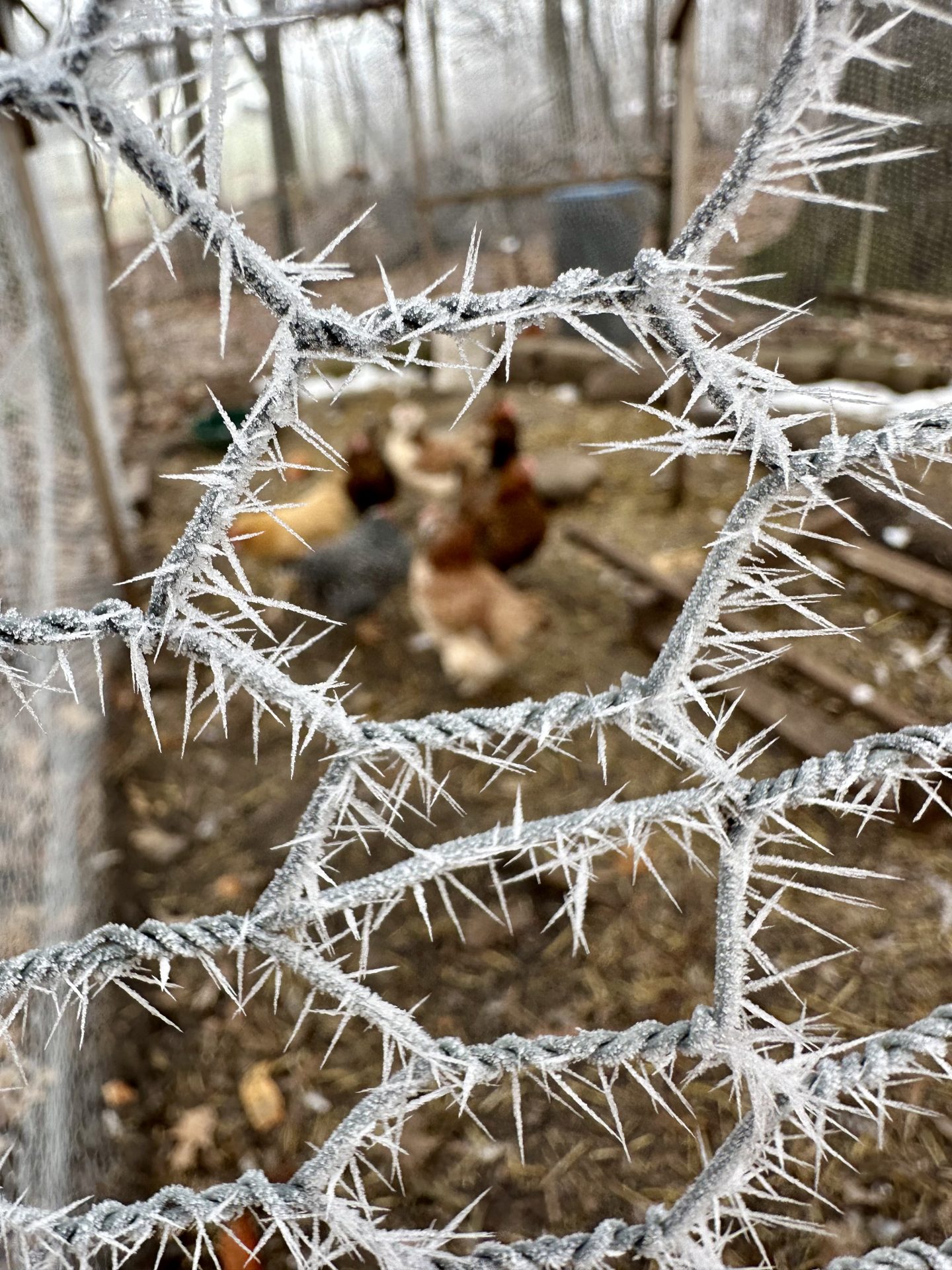 How To Help Chickens Through Molting - Heirloom Grown