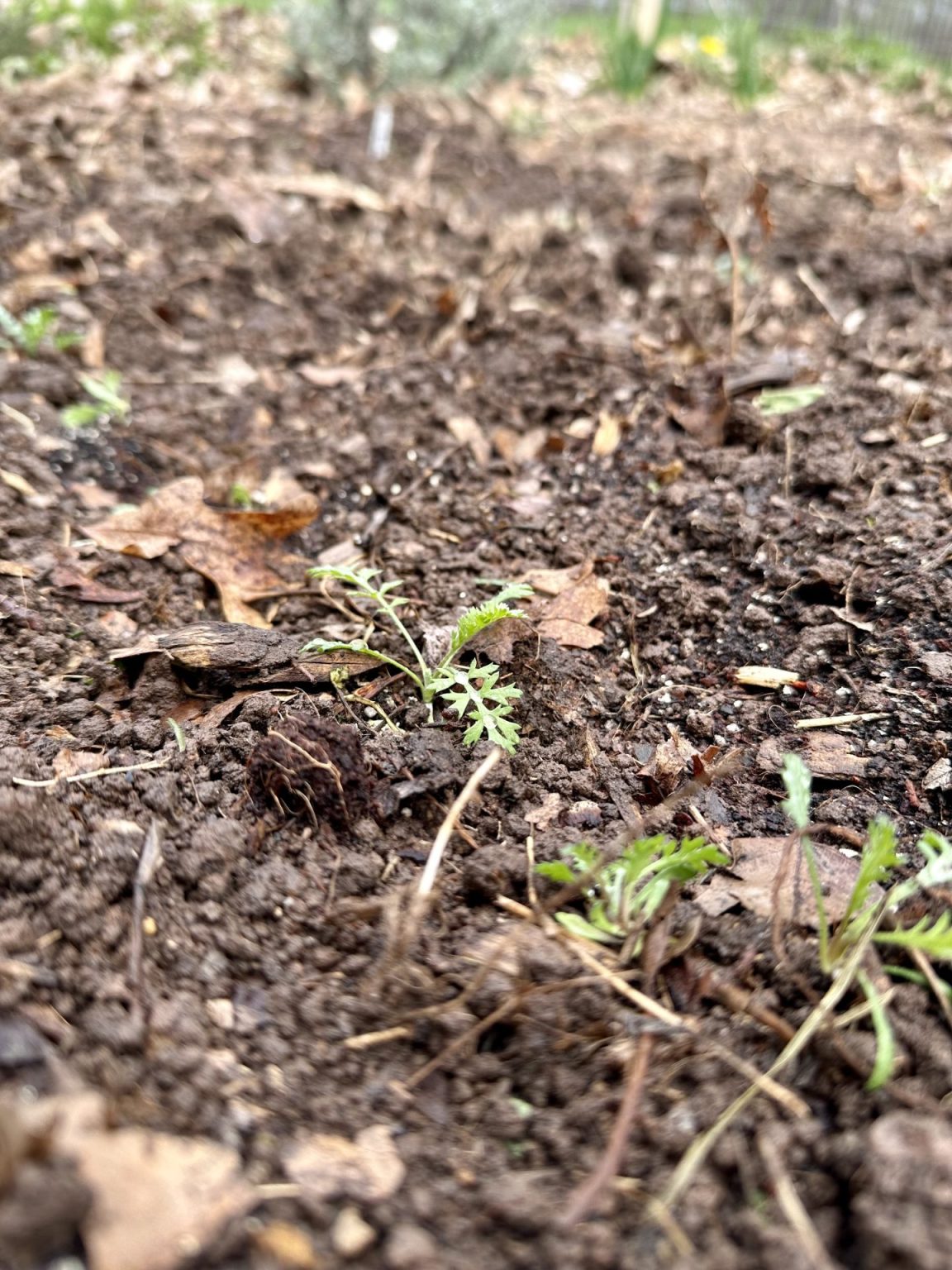 How To Grow Yarrow From Seed - Heirloom Grown