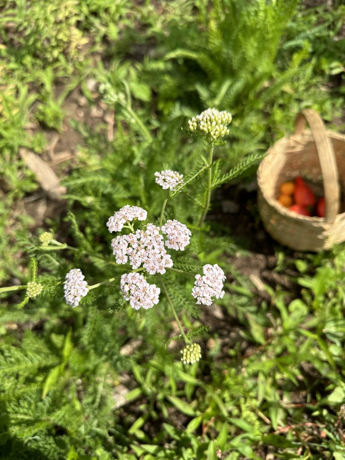 How To Grow Yarrow From Seed - Heirloom Grown