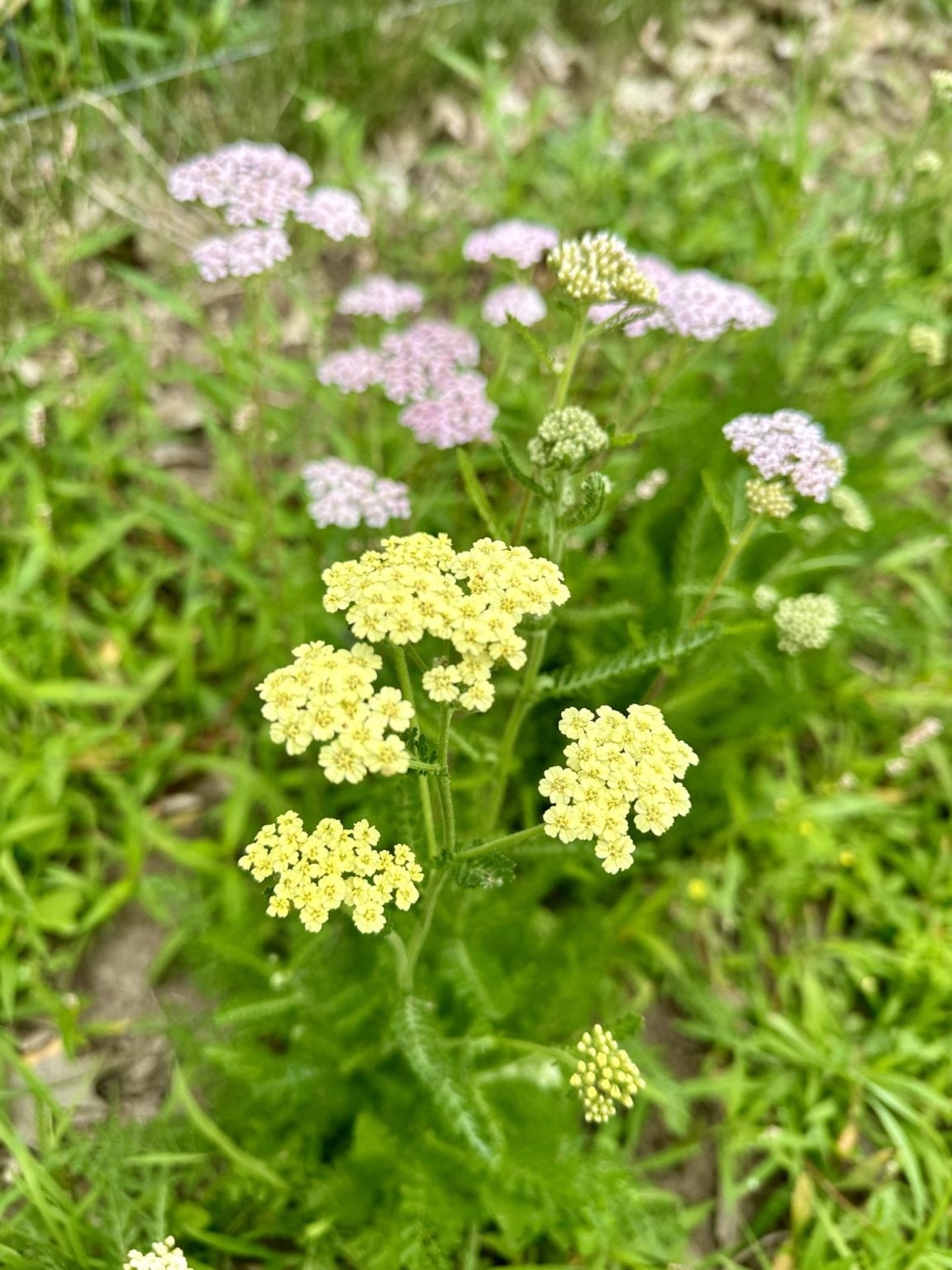 How To Grow Yarrow From Seed - Heirloom Grown