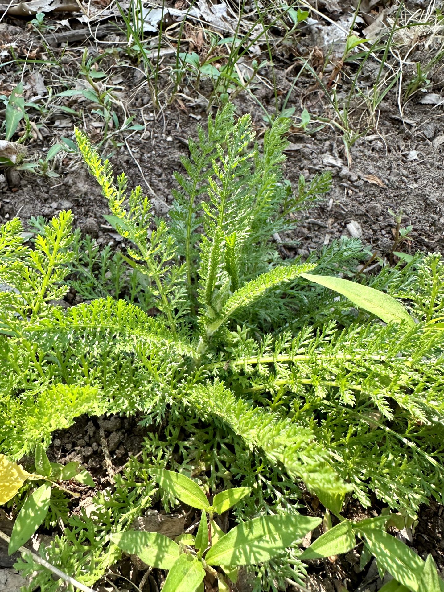 How To Grow Yarrow From Seed - Heirloom Grown