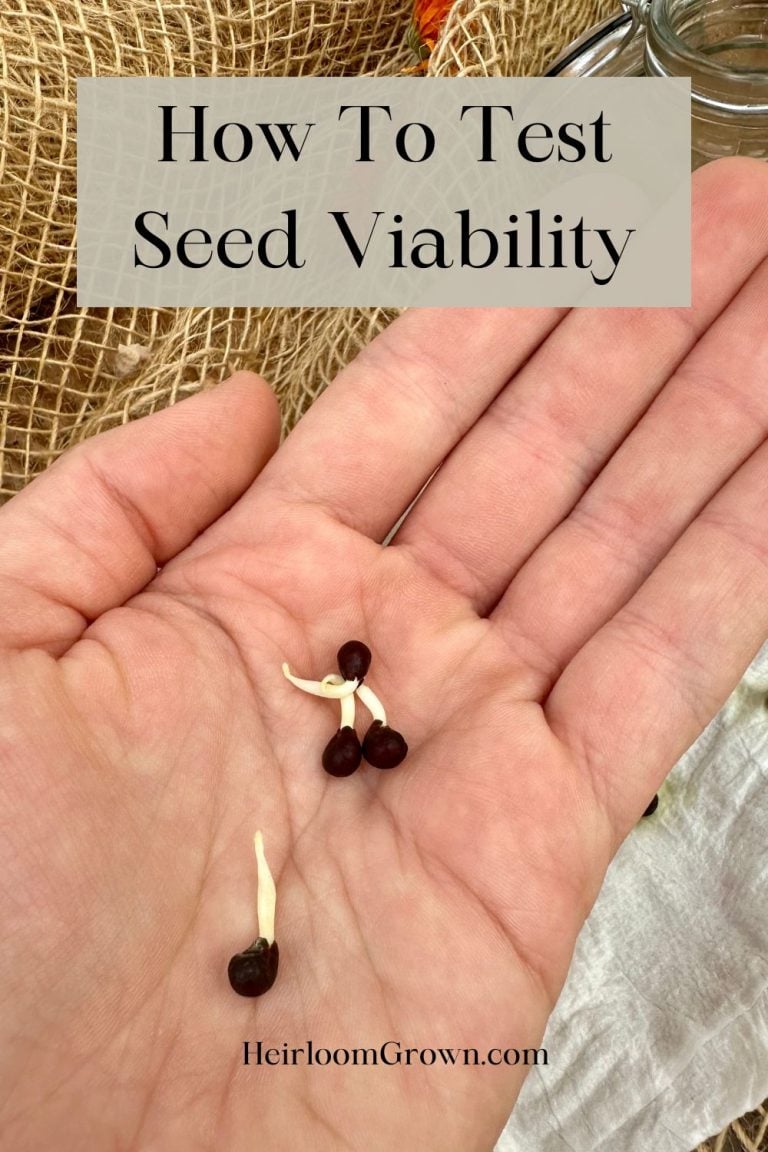 How To Test Seed Viability - Heirloom Grown