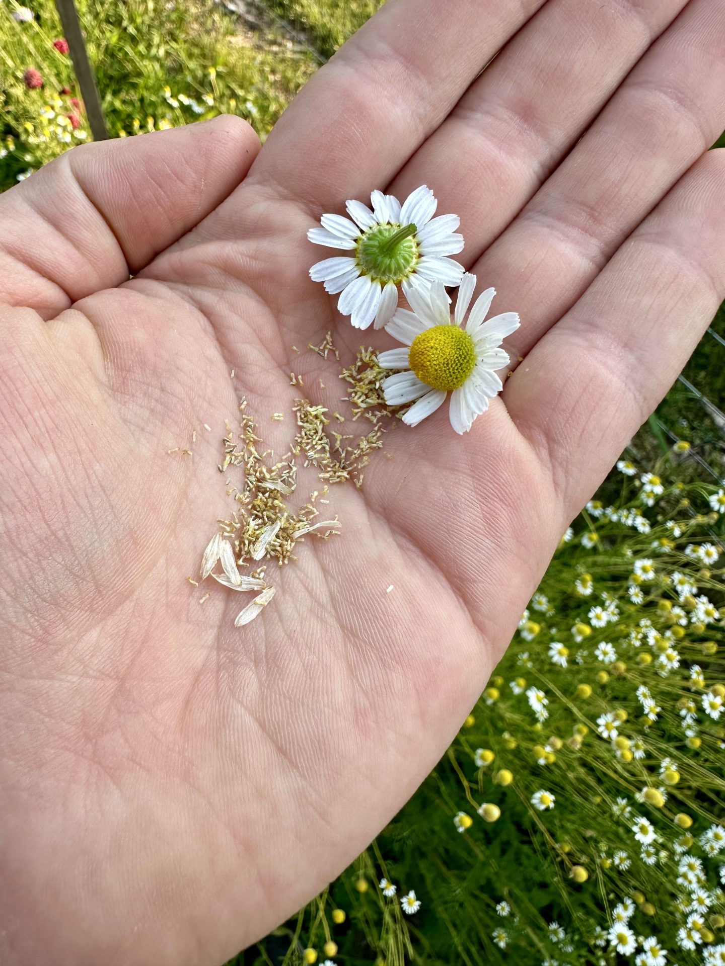 How To Save Chamomile Seeds - Heirloom Grown