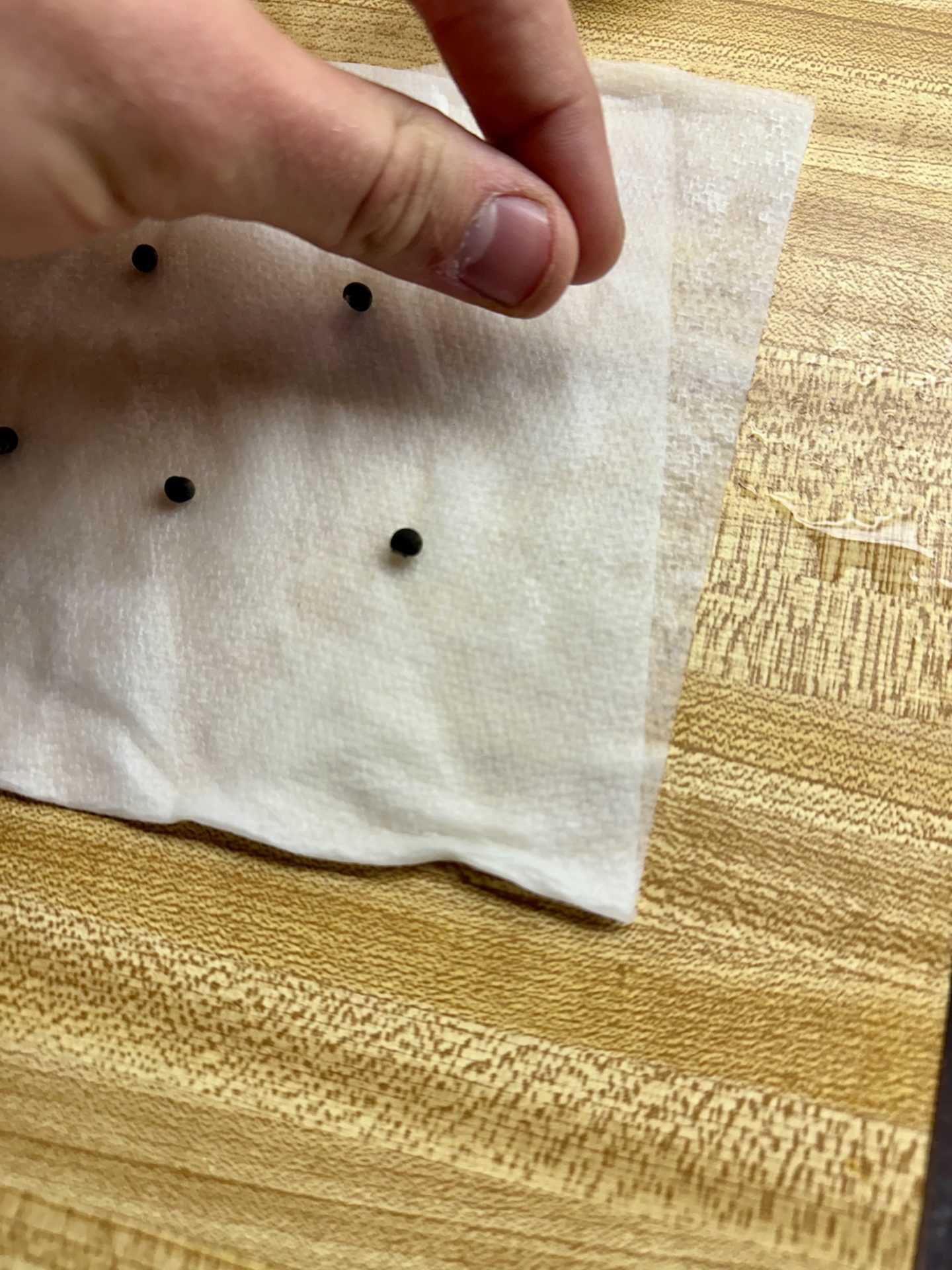 How To Test Seed Viability - Heirloom Grown