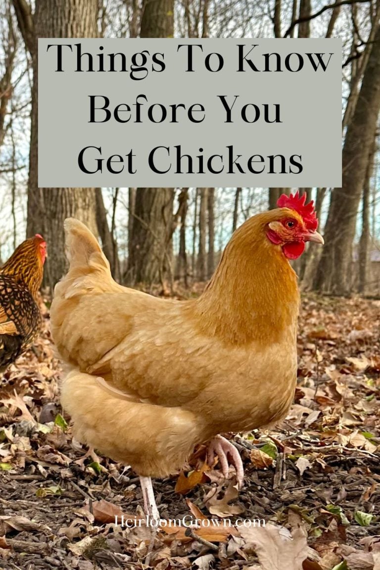 Things To Know Before Getting Chickens - Heirloom Grown