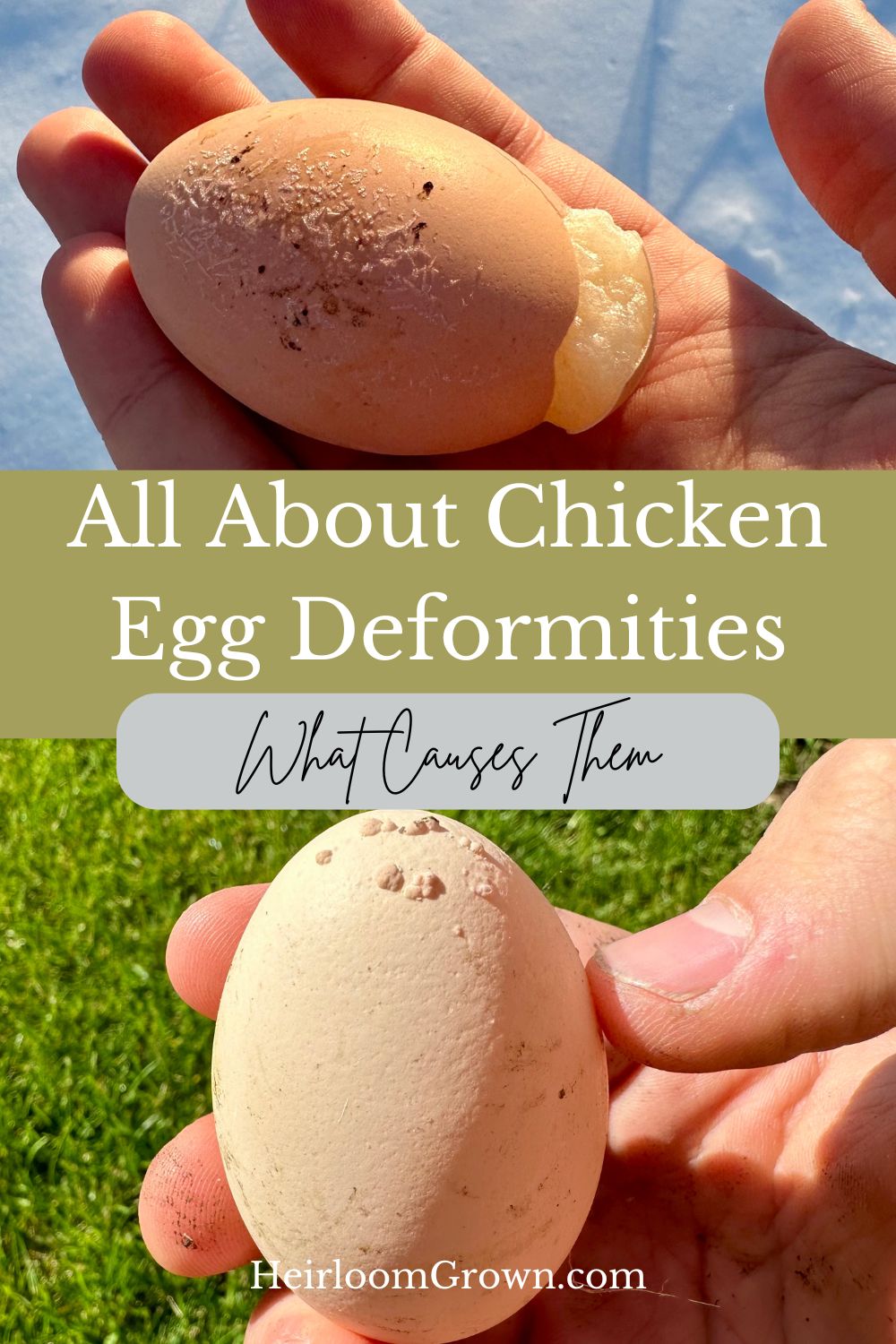 Deformed Chicken Eggs And What Causes Them - Heirloom Grown