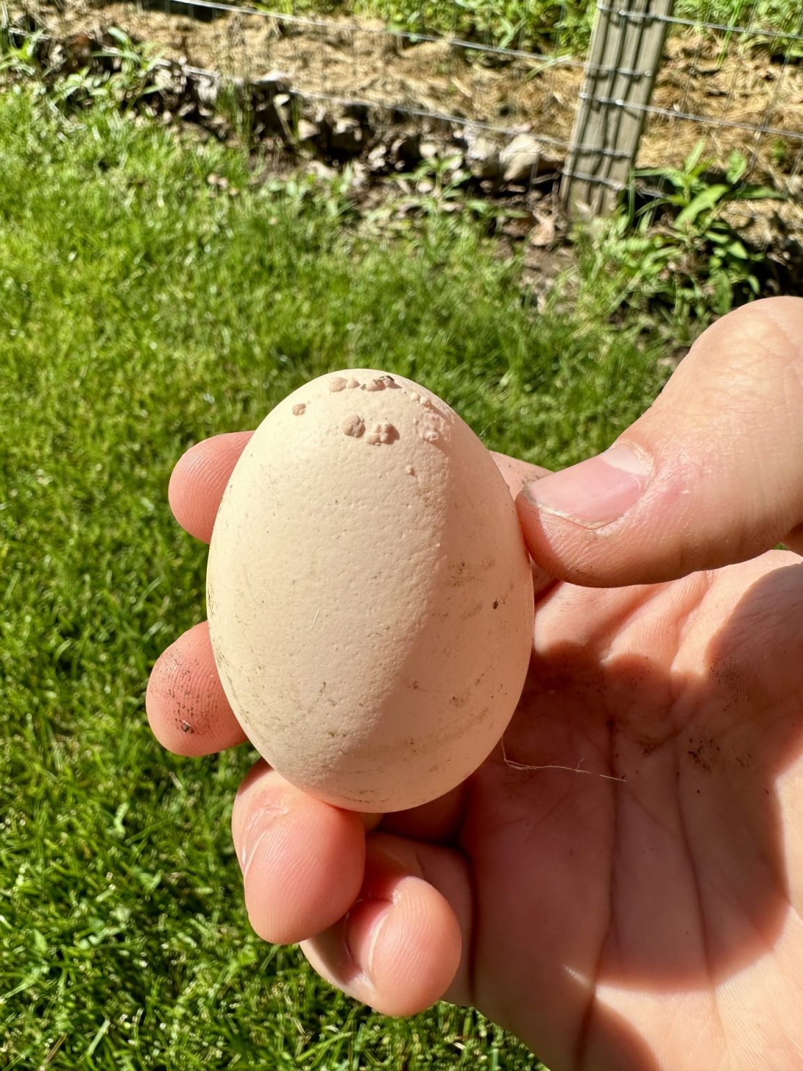 Deformed Chicken Eggs And What Causes Them - Heirloom Grown