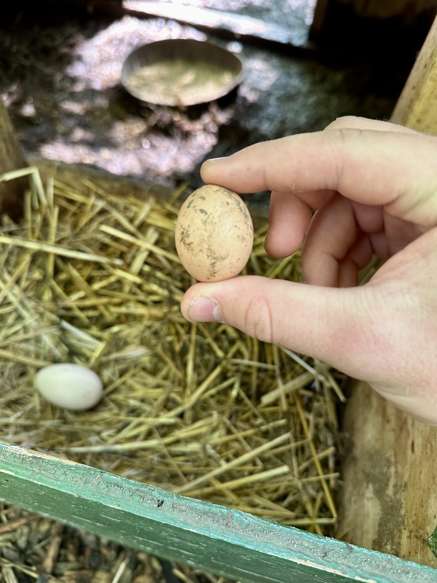 Deformed Chicken Eggs And What Causes Them - Heirloom Grown