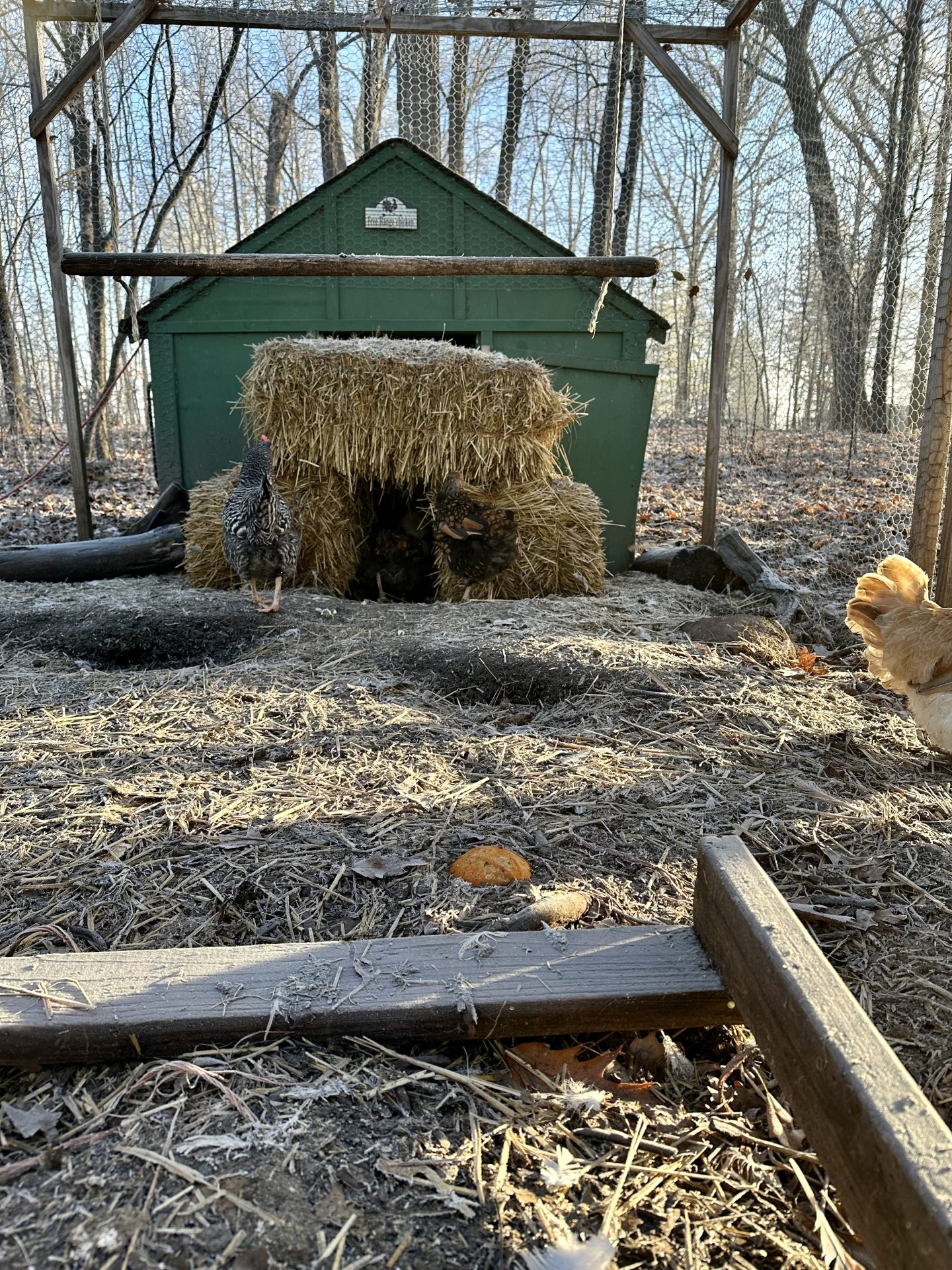How To Winterize A Chicken Coop - Heirloom Grown
