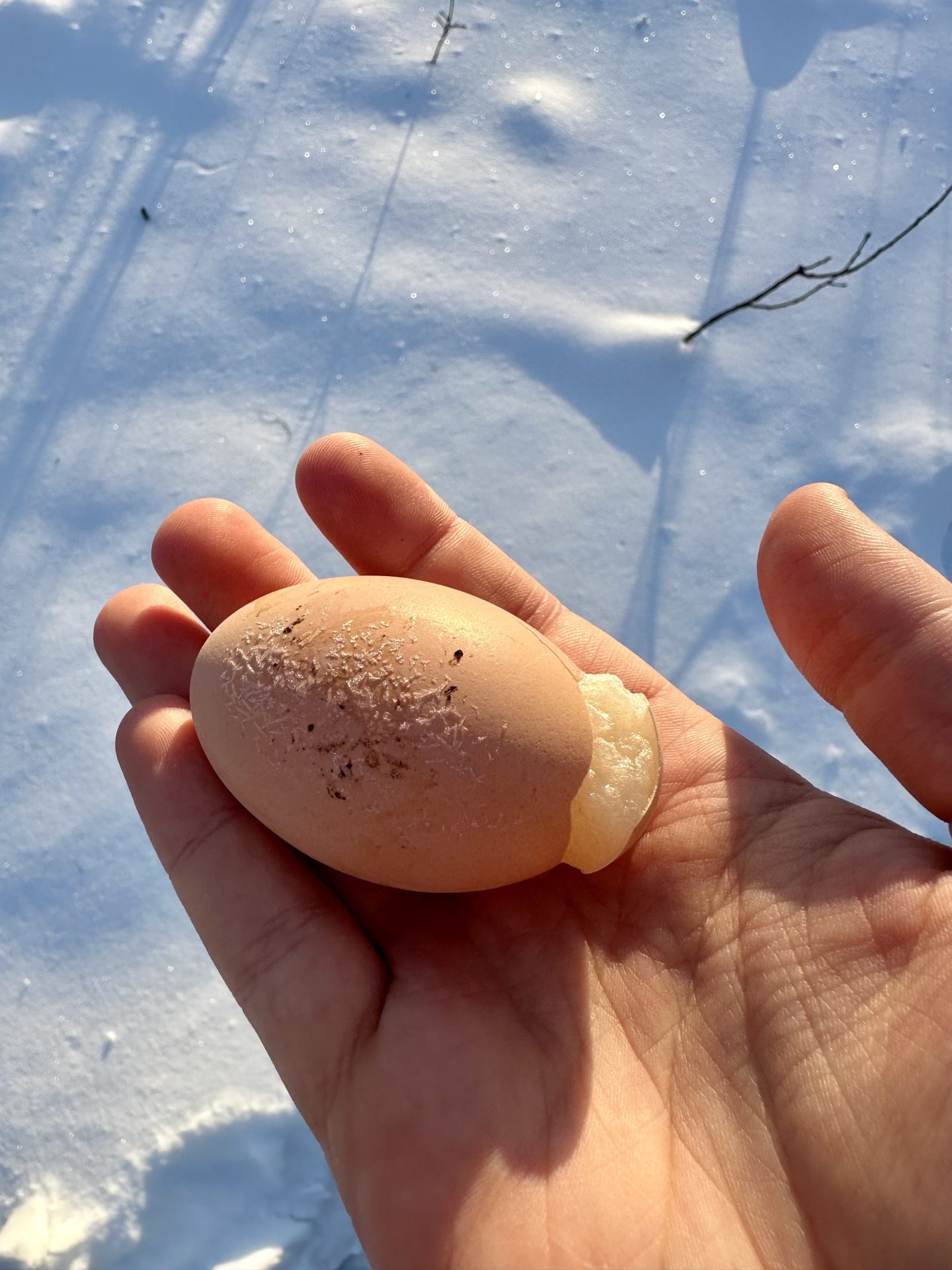 Deformed Chicken Eggs And What Causes Them - Heirloom Grown