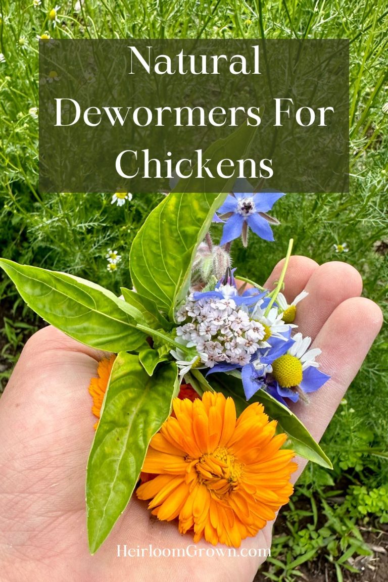 Natural Dewormers For Chickens - Heirloom Grown