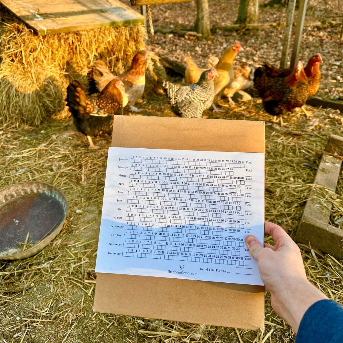 Free Chicken Egg Production Tracker - Heirloom Grown