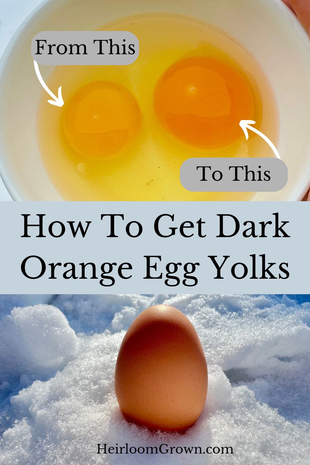 How To Get Dark Orange Egg Yolks - Heirloom Grown